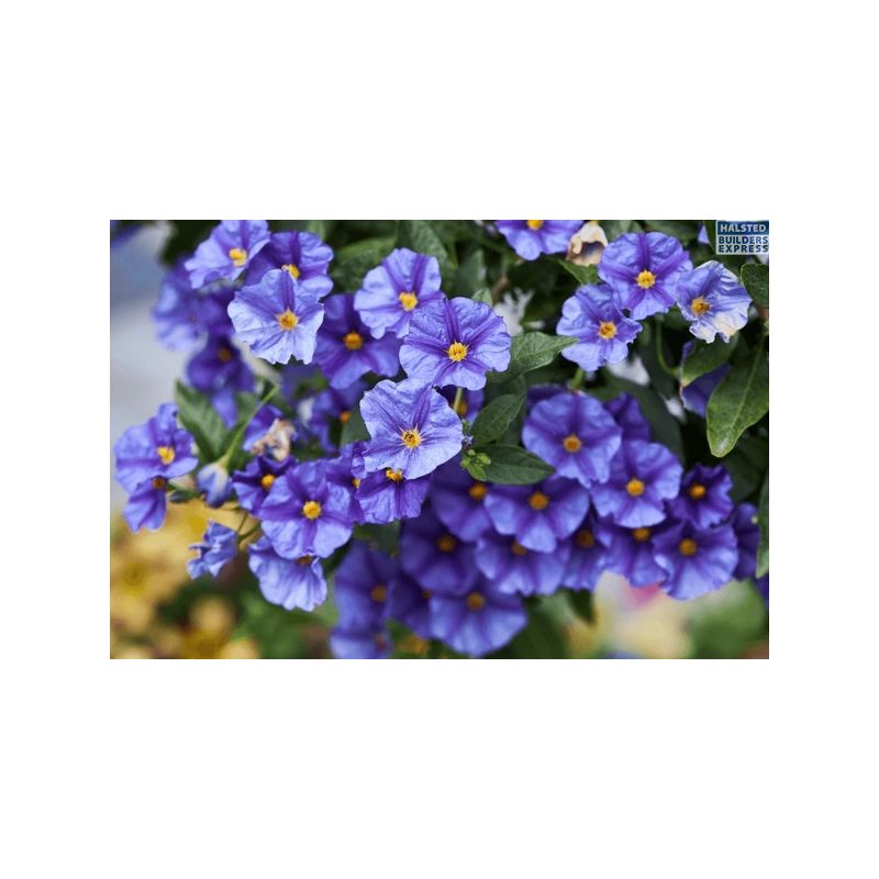 USD 3.99 - SH Solanum Blue (ms)
