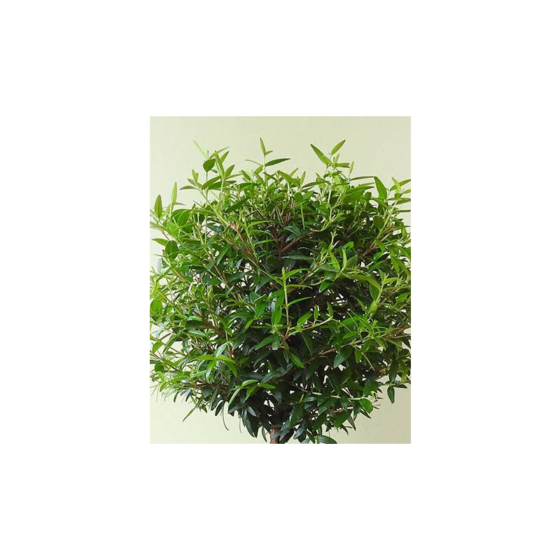 USD 12.00 - DH Shrub Ball Myrtus | Building material from Halsteds ...