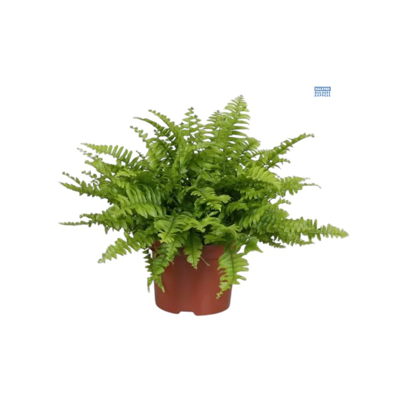 USD 4.72 - LG Fern Nephrolepis Blue Bell 12cm Pot | Building material ...
